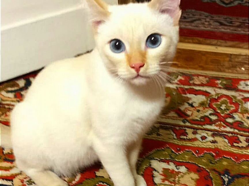 Мальчик (кастрат) 8 мес