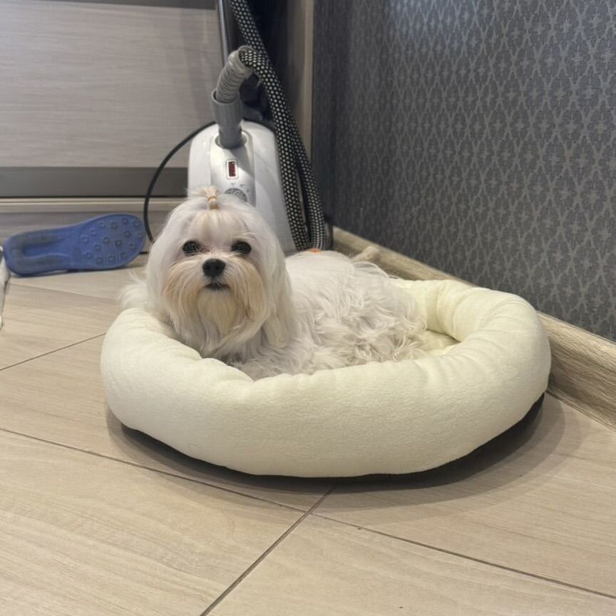 Мальтийская болонка