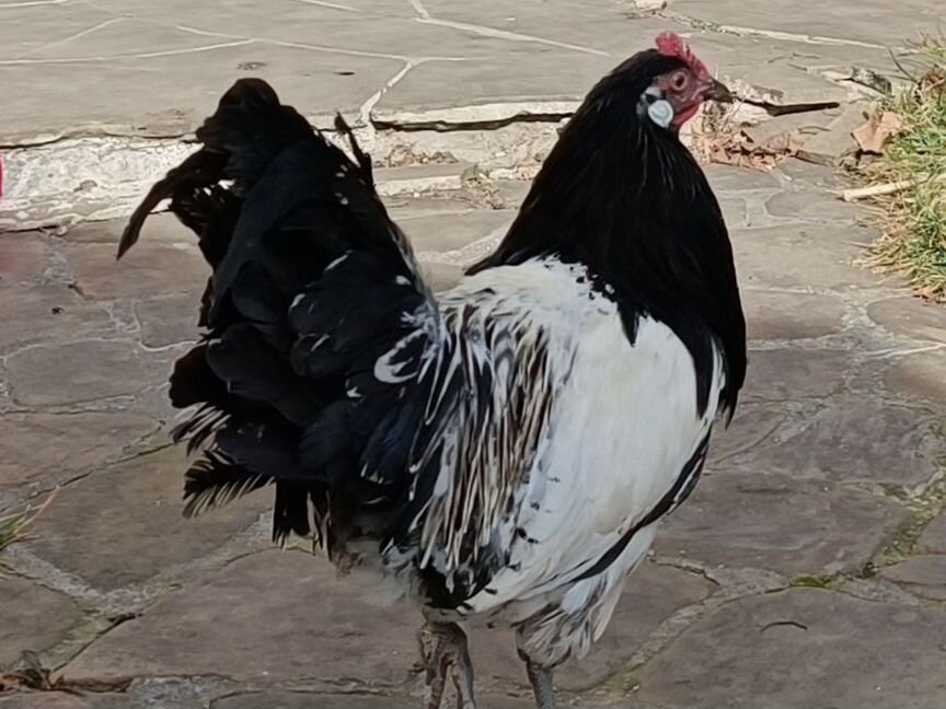 Петух и курочка Лакенфельдер