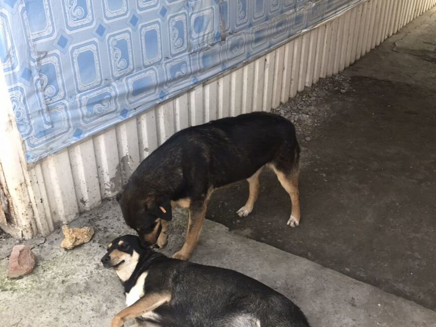 Бездомный щенок ищет дом