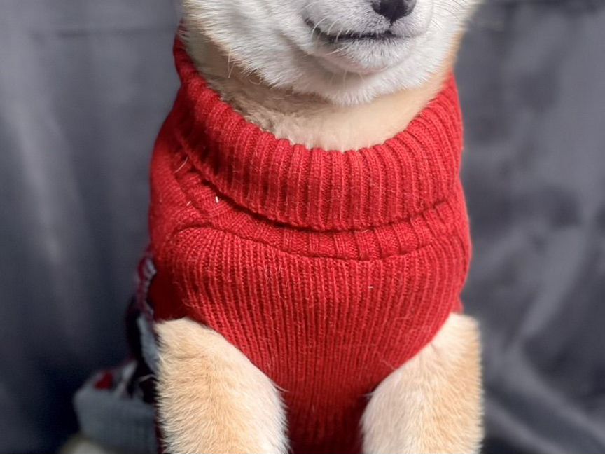 Щенки сиба Ину