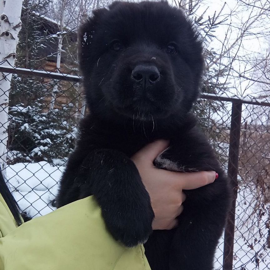 Среднеазиатская овчарка, щенок