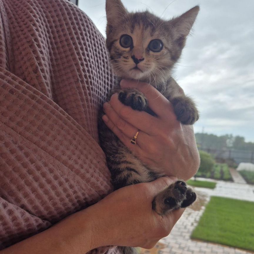 Котёнок в добрые руки
