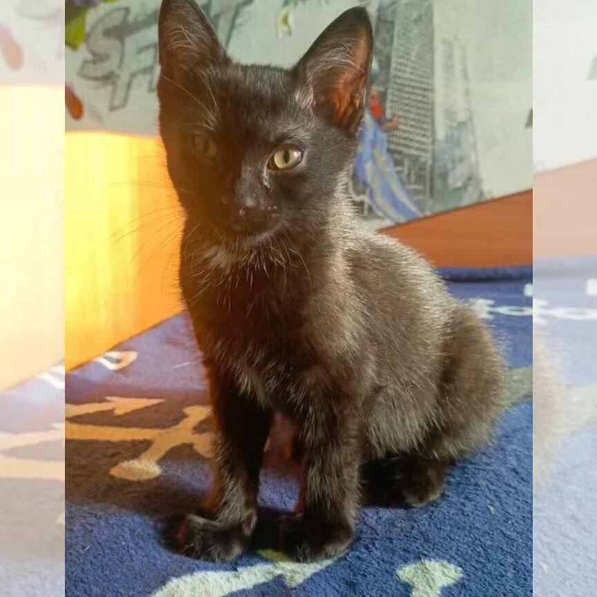 Чаузи котёнок