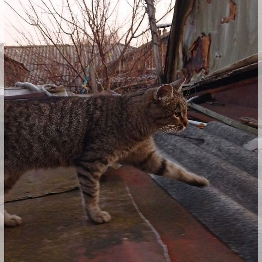 Спасаю брошенных кошек с дач