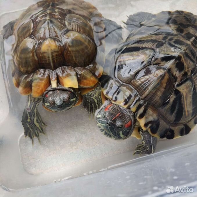 Отдам в добрые руки черепах