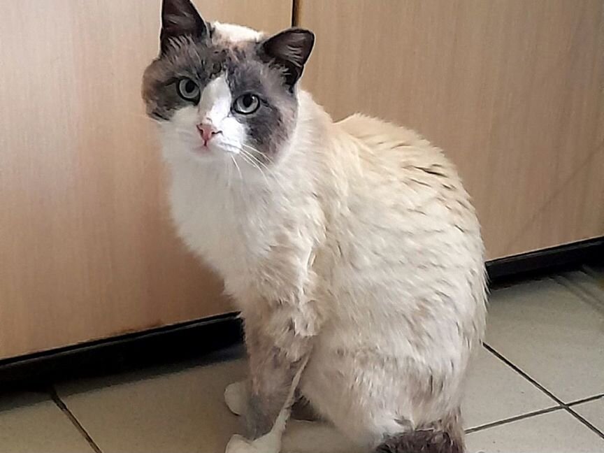 Молодой котик Зевс