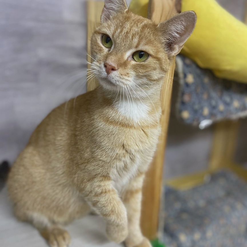 Синтия в поисках семьи