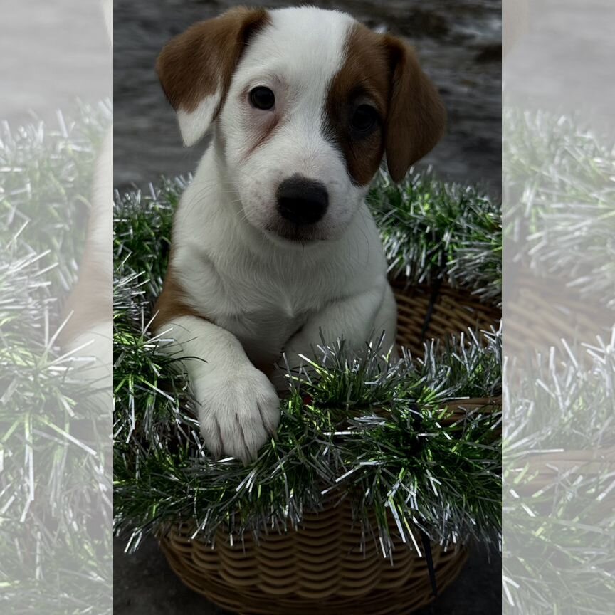 Джек-рассел-терьер, щенок