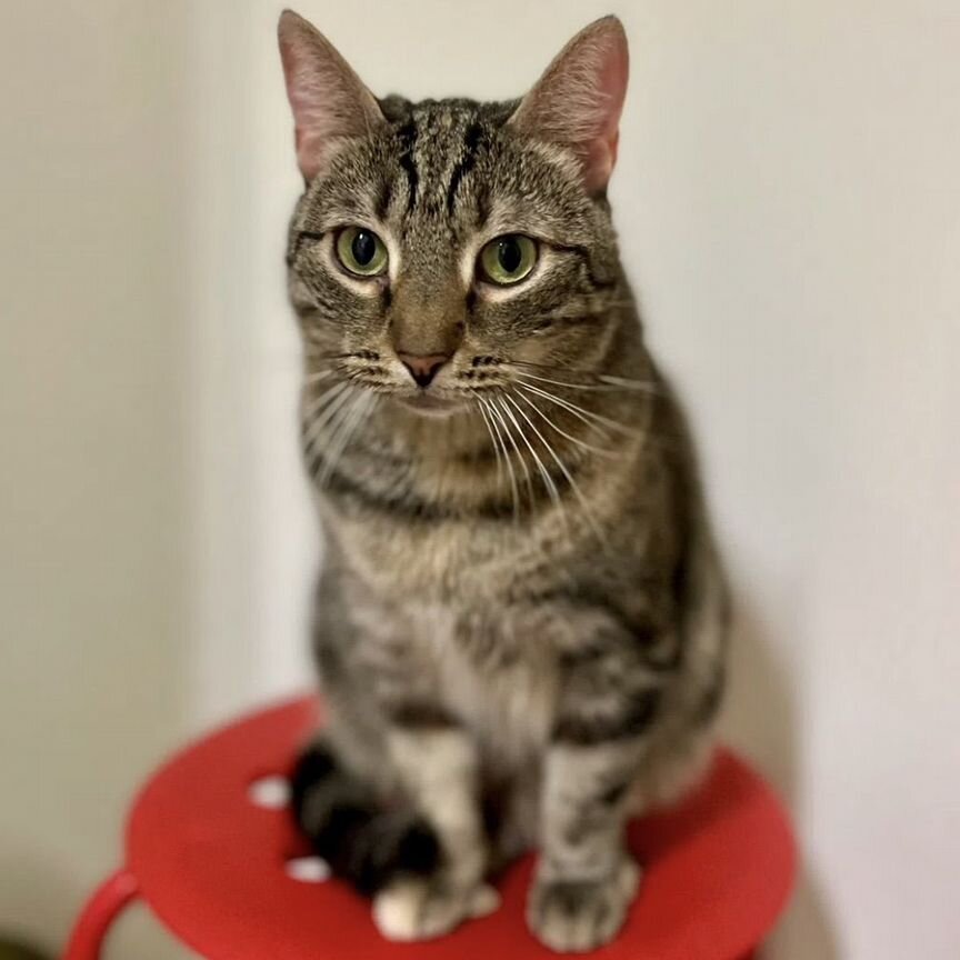 Взрослая, кошка в добрые руки