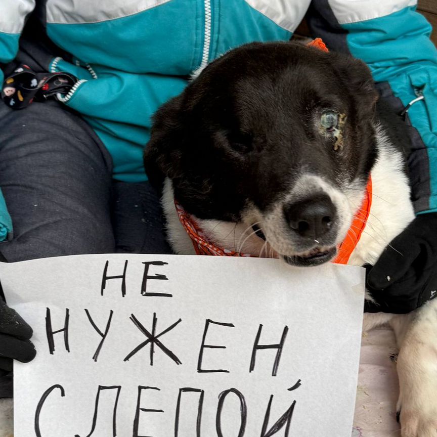 Взрослый пёс в добрые руки