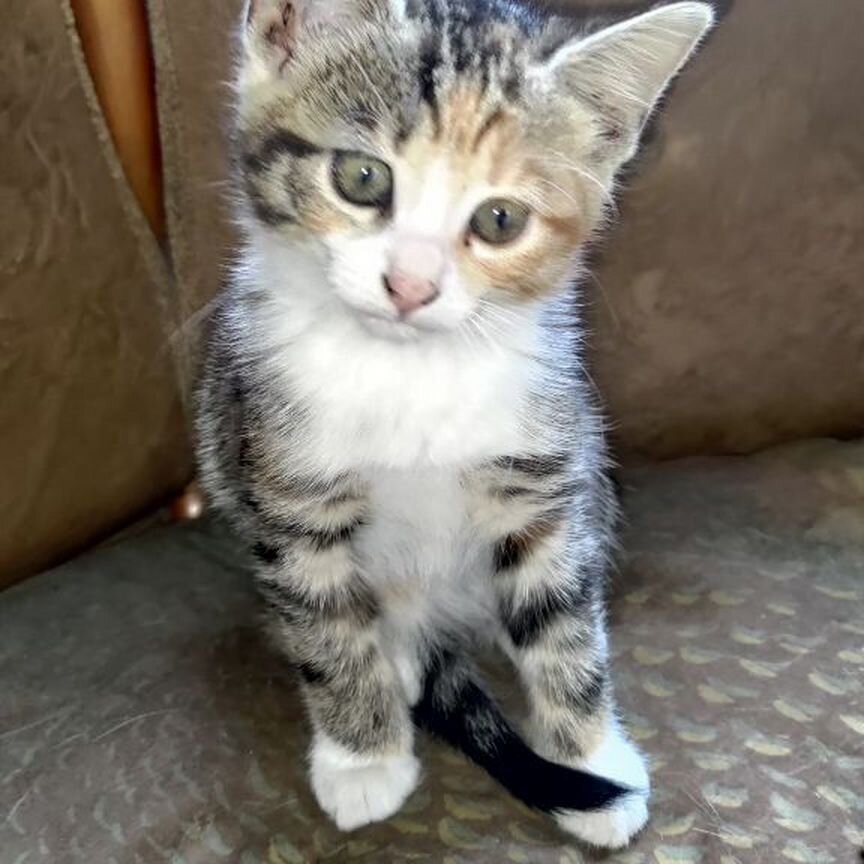 Котенок в загородный дом