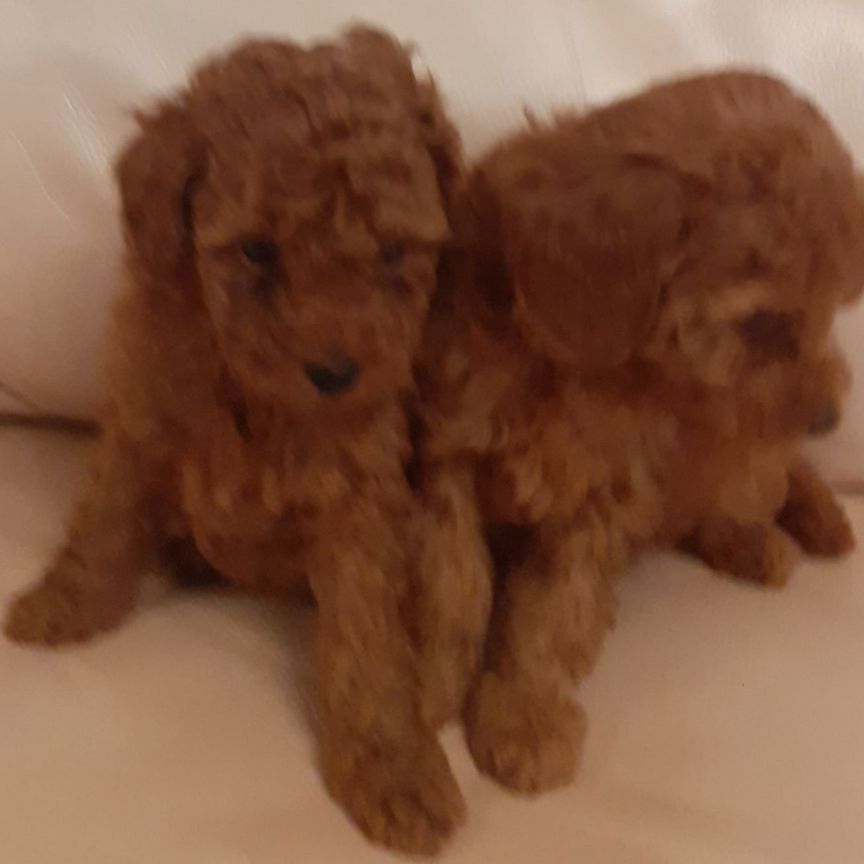 Той-пудель редбраун девочка и мальчик