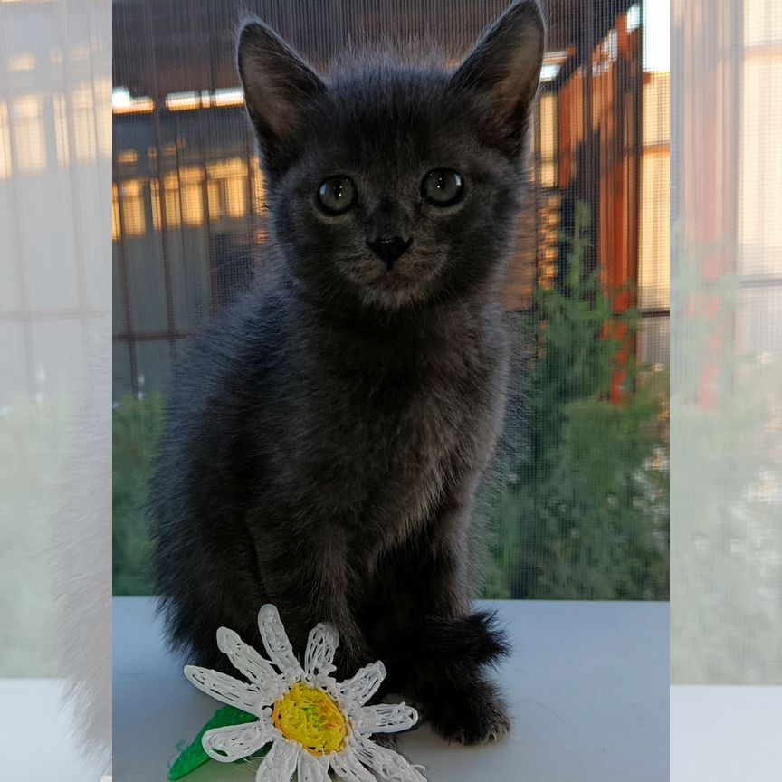 Котёнок девочка