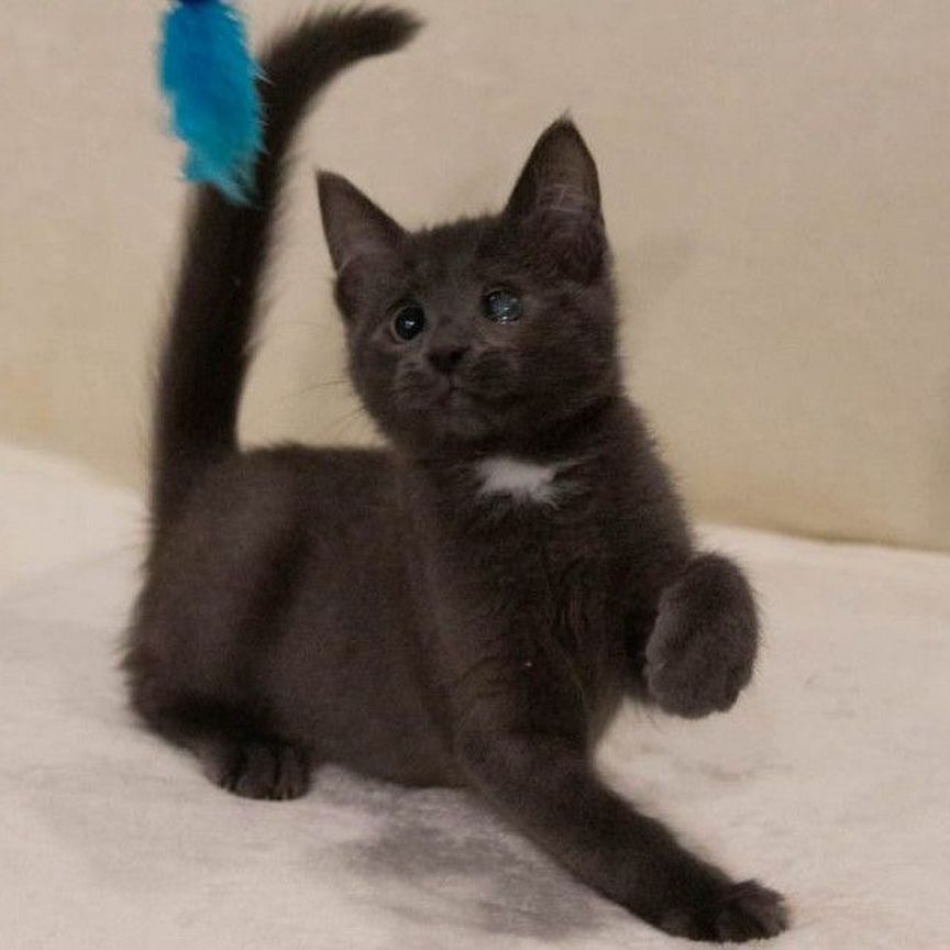 Котенок мальчик к доброе руки