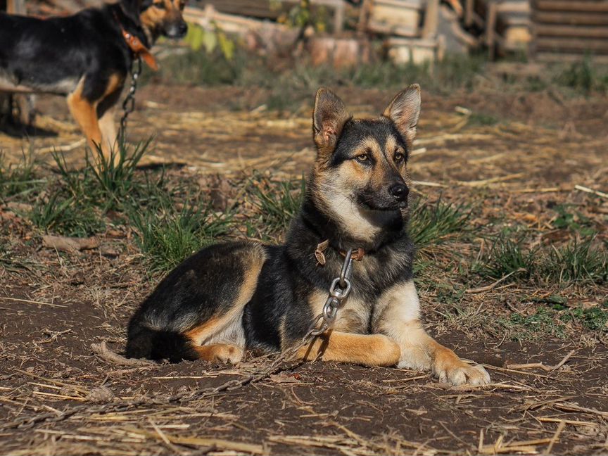 Маленькая собака из приюта