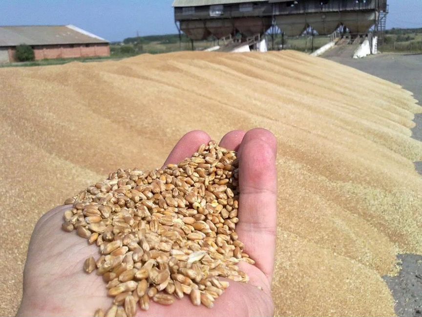 Кормовая пшеница