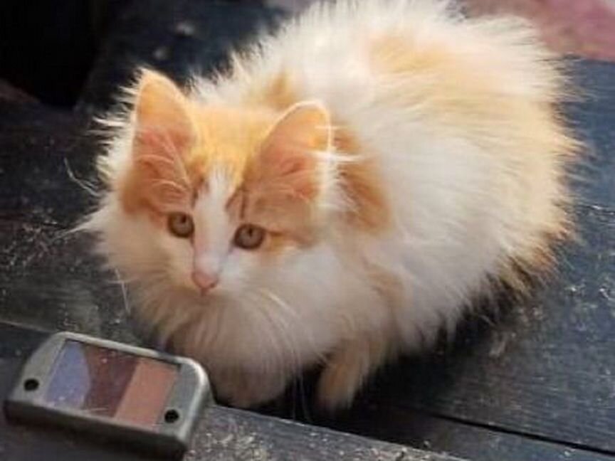 Котенок в беде
