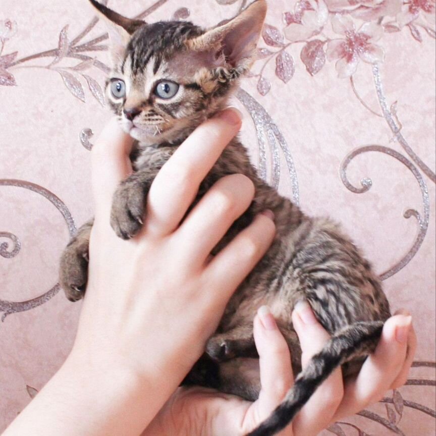 Девон-рекс котёнок