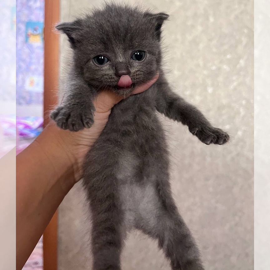 Шотландский вислоухий короткошёрстный котёнок