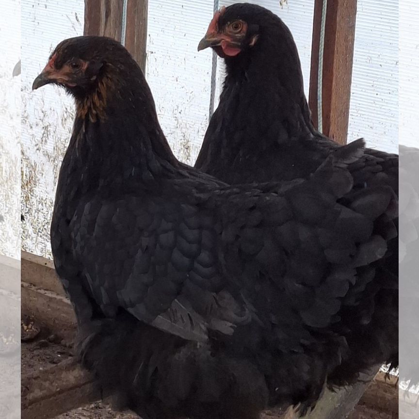 Продам кур порода брама