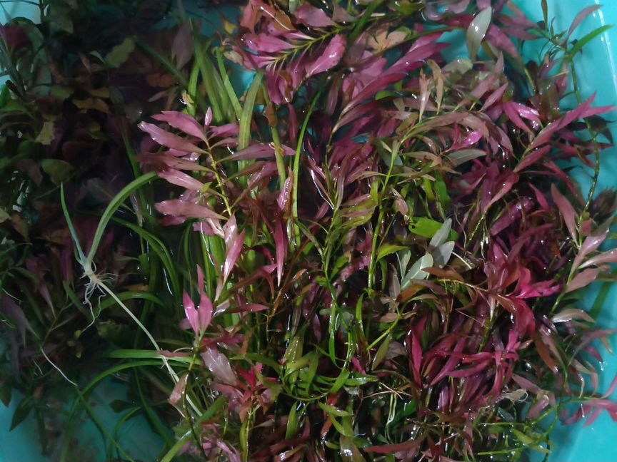 Аквариумное растение.Прополка