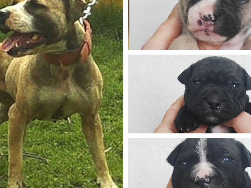 Щенки питбуля, рр