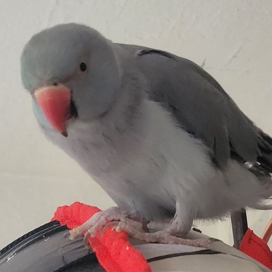 Ожереловые попугаи