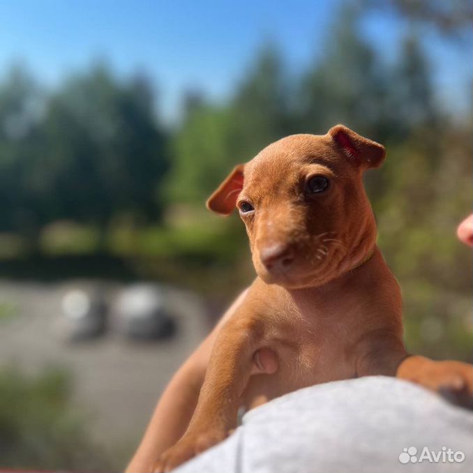 Чирнеко дель этна щенки