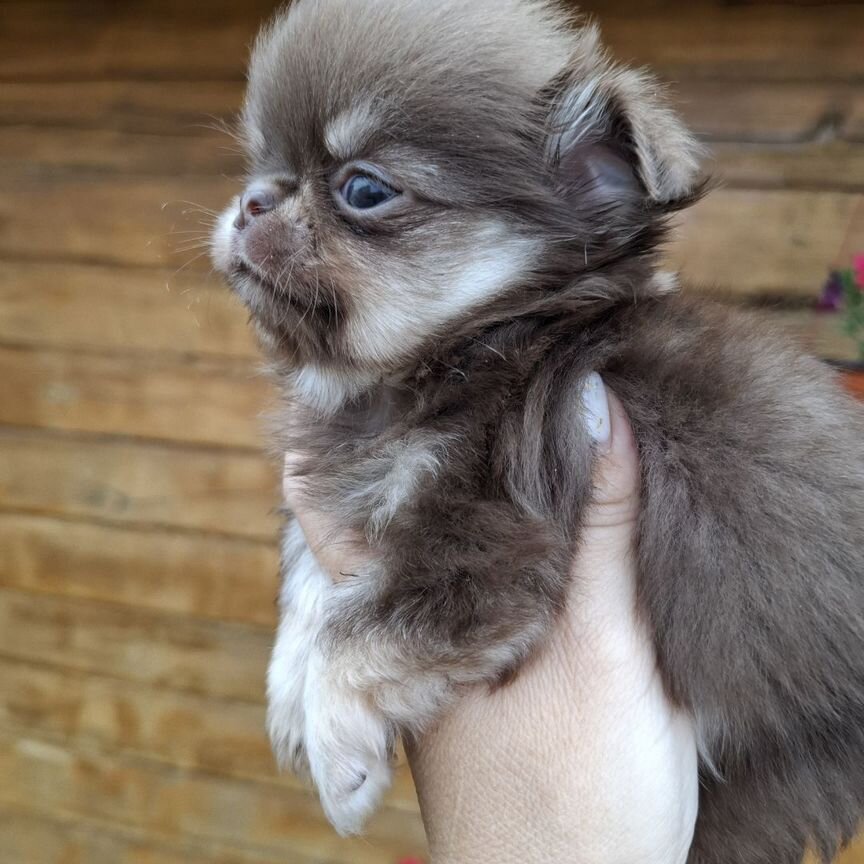 Пупсик чихуахуа