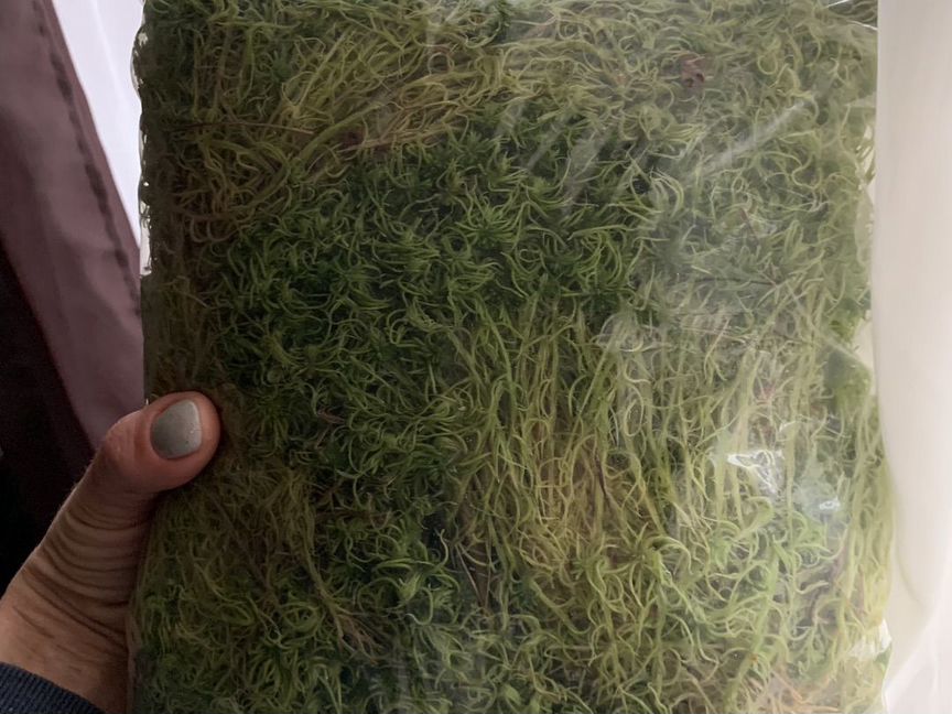 Мох сфагнум