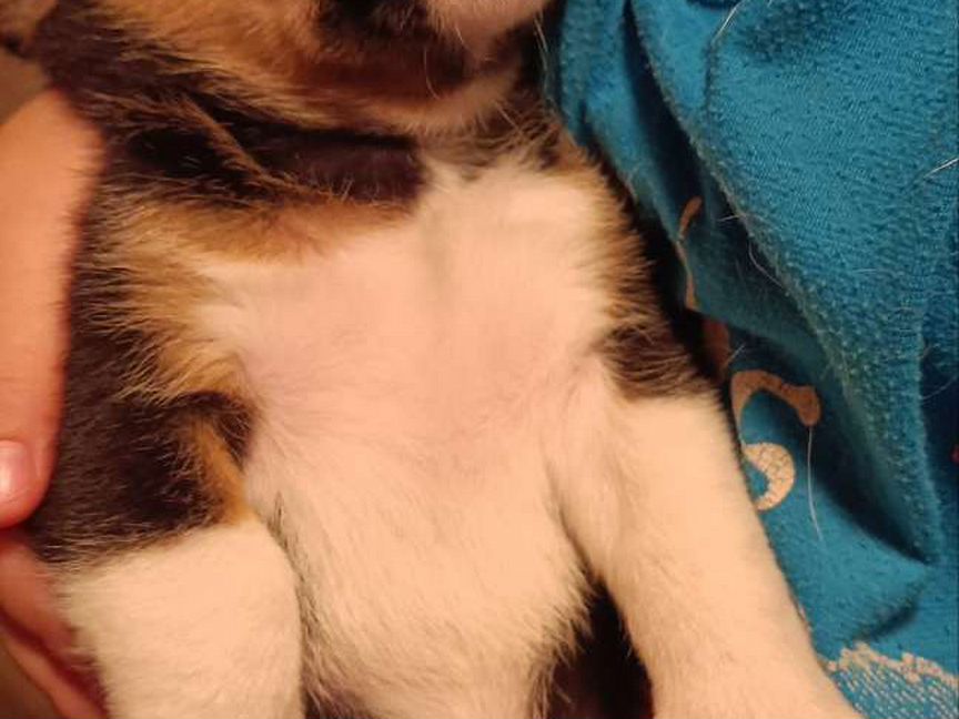 Щенки (отец Джек Рассел терьер)