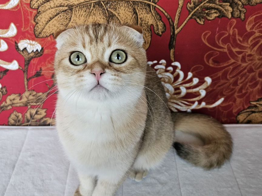 Шотландский килт мальчик