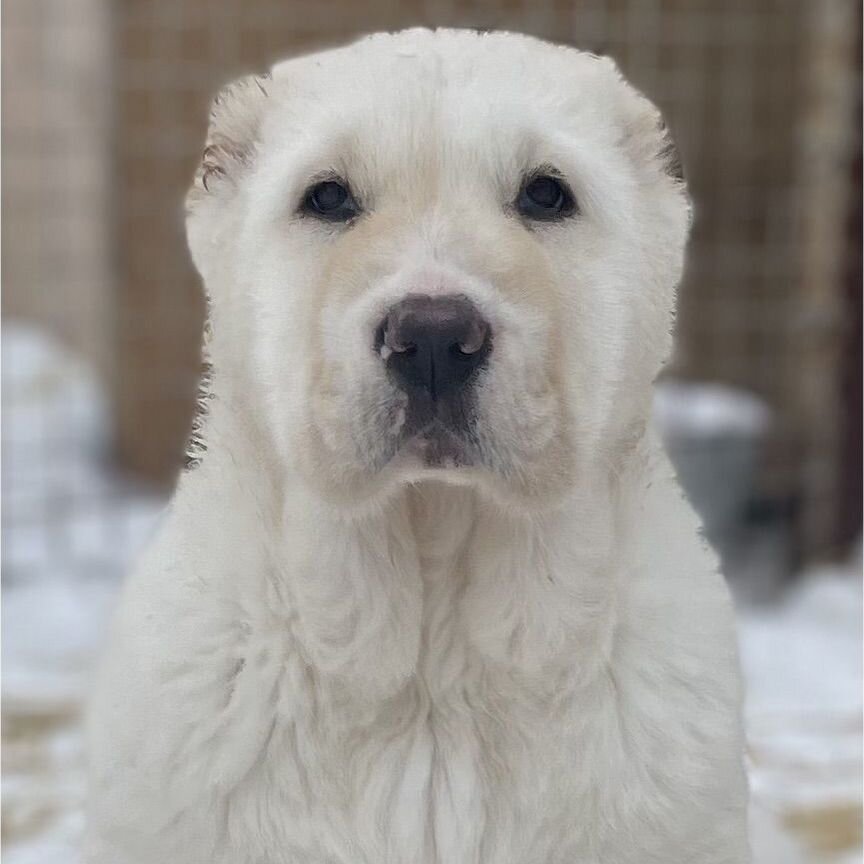 Среднеазиатская овчарка, щенок