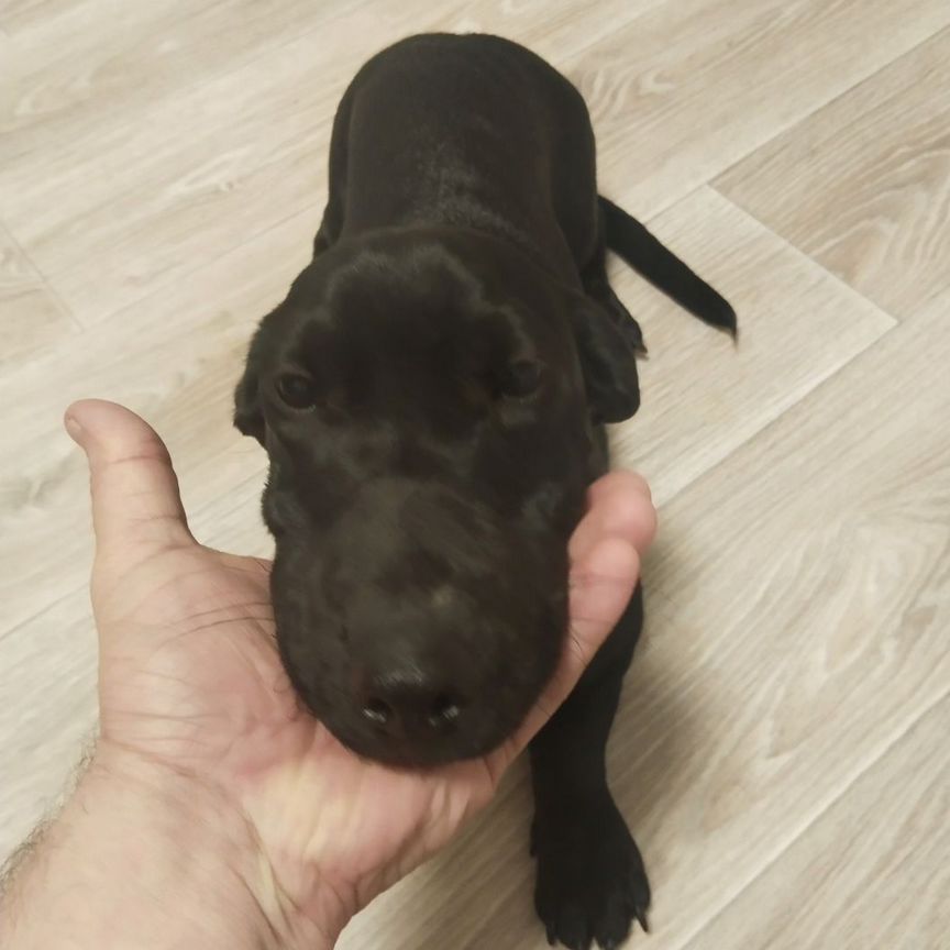 Такса, щенок