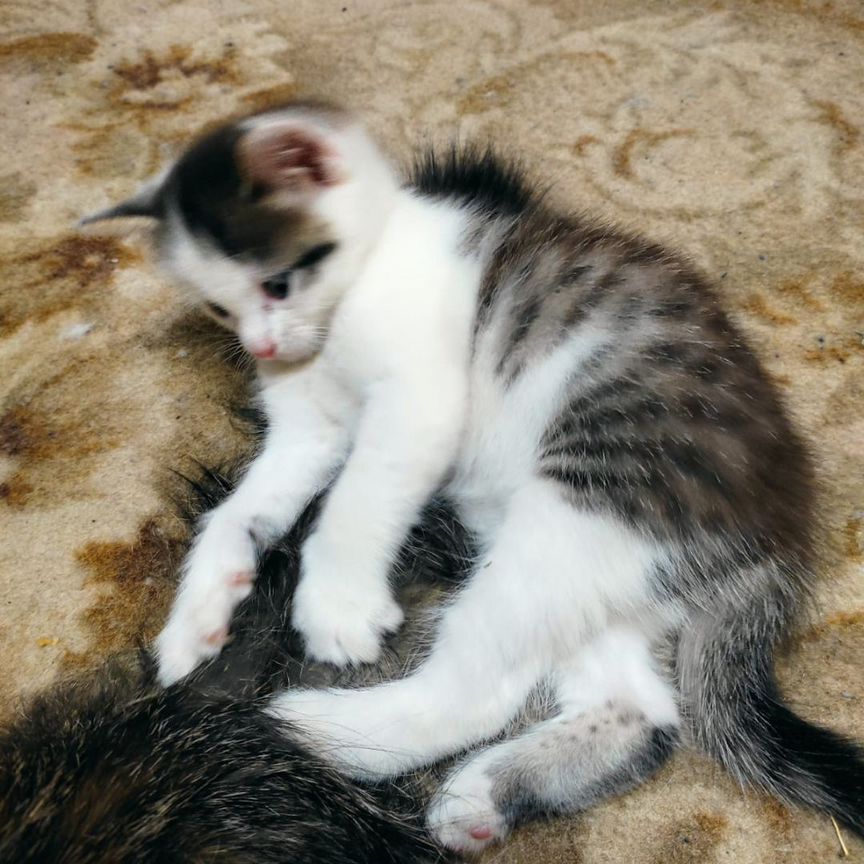 Котёнок
