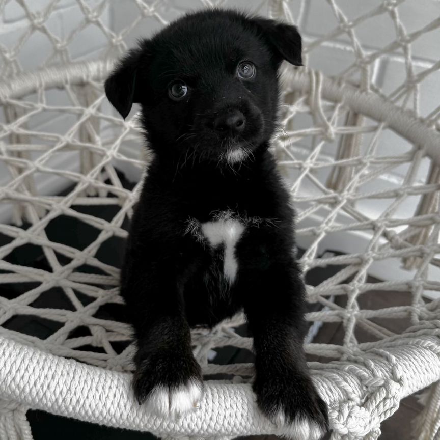 Щенок в добрые руки