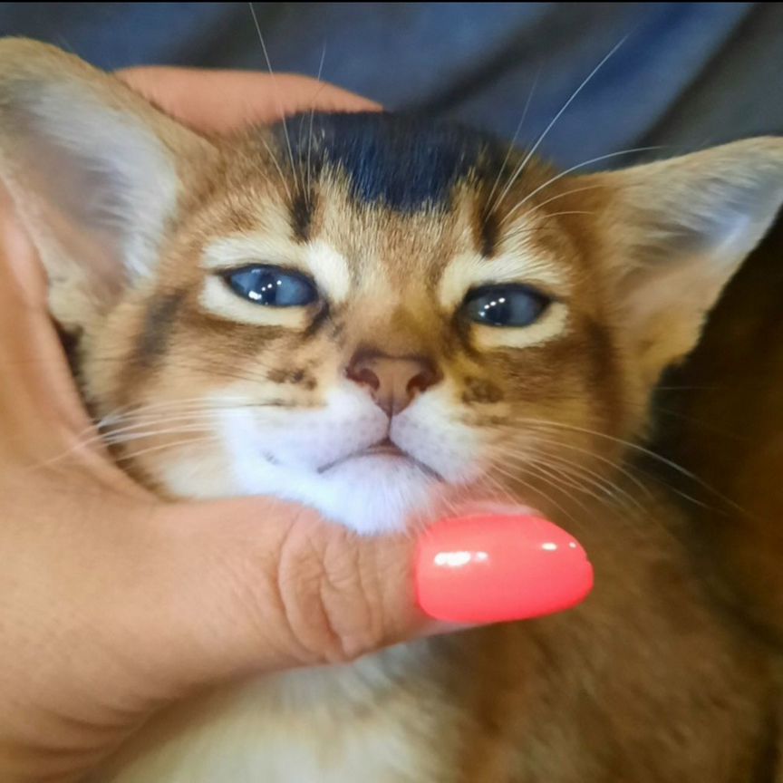 Абиссинские котята
