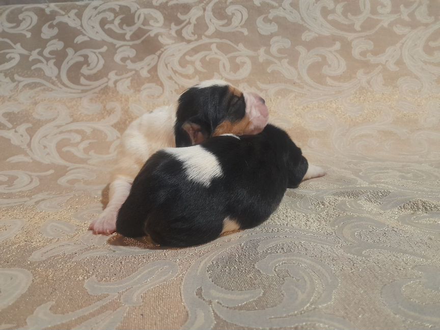 Бассет хаунд мальчики И девочки