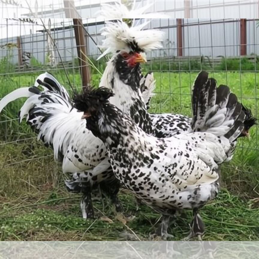 Молодые петухи серебристые Павловские