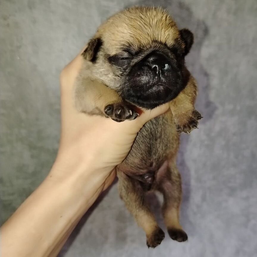 Мопс, щенок