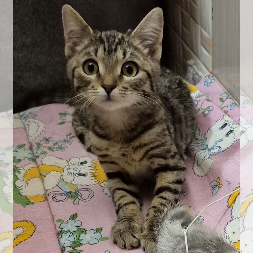 Котёнок в добрые руки