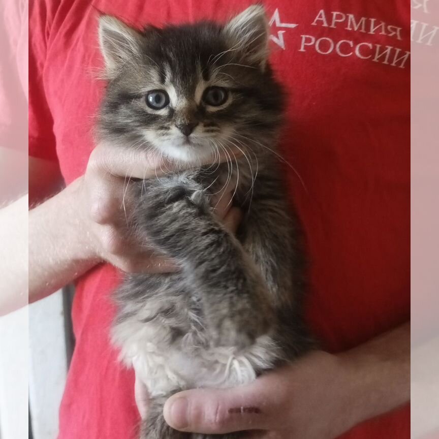 Котёнок в добрые руки