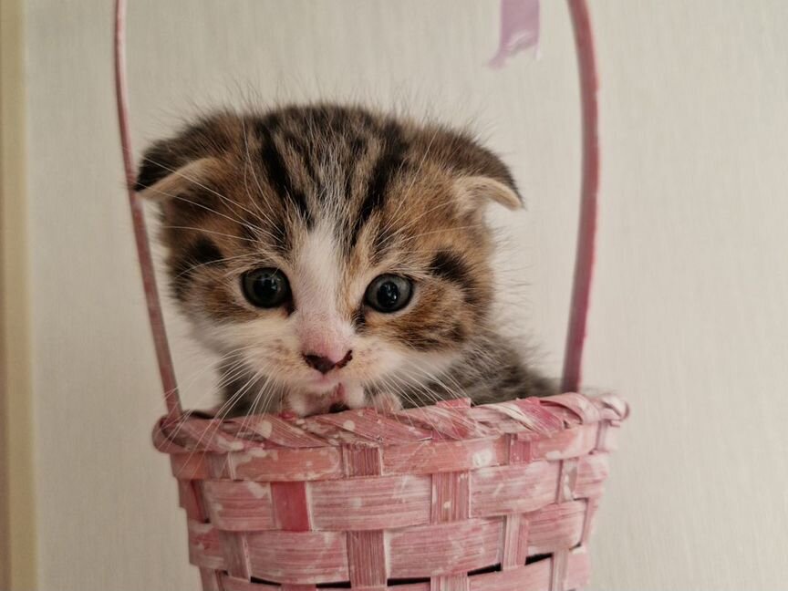 Котята
