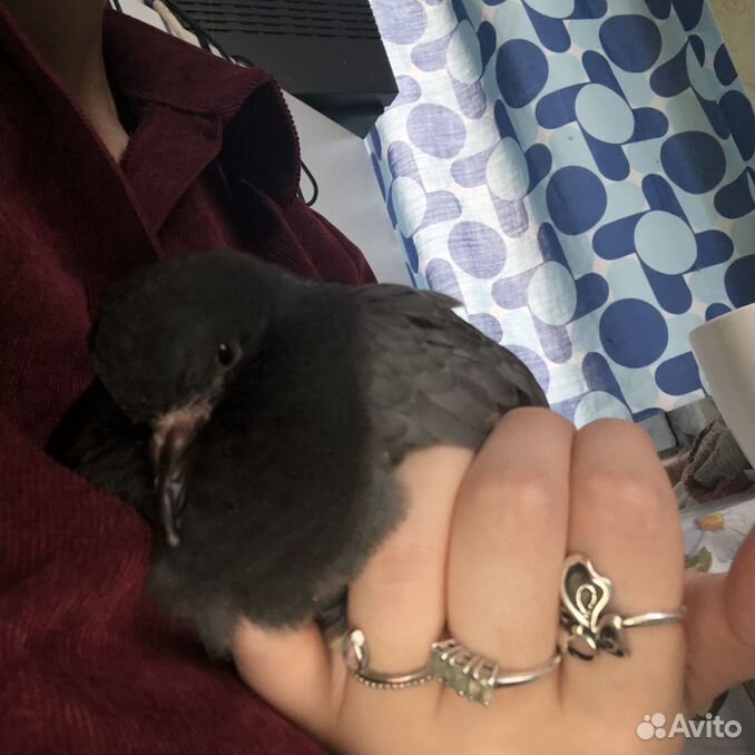 Помогите спасти Голубя