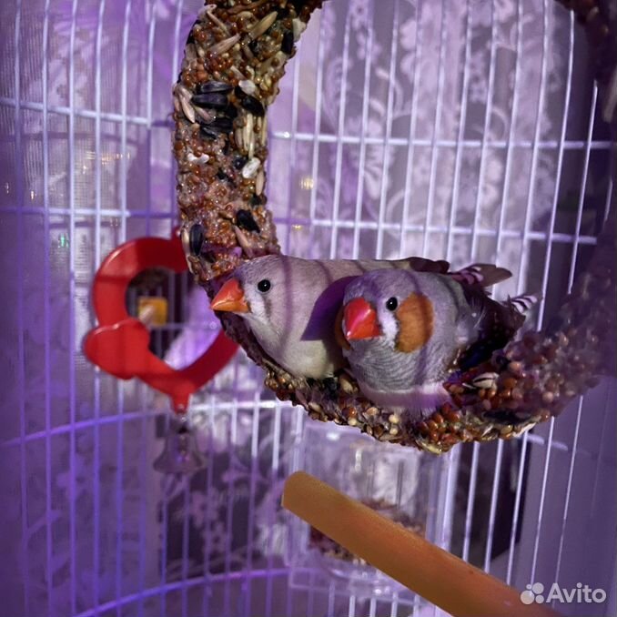 Зебровые амадины, птенчики