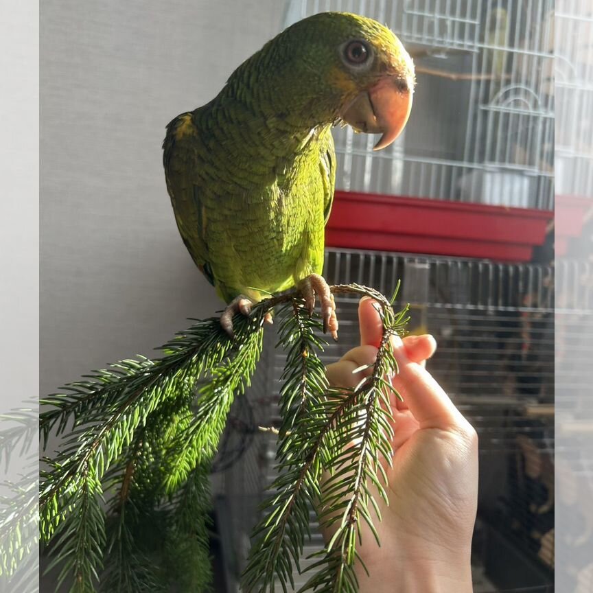 Венесуэльский амазон