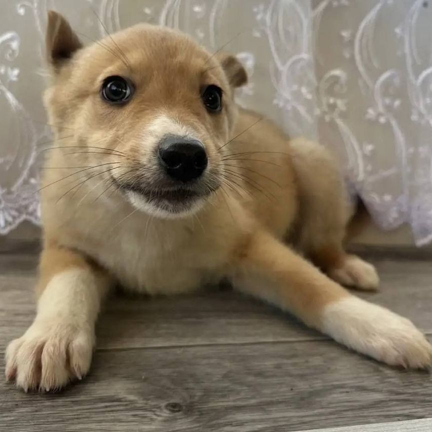 Щенок в добрые руки