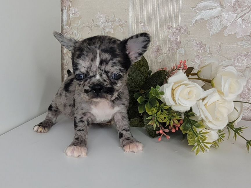 Мальчик чихуахуа 1,5мес