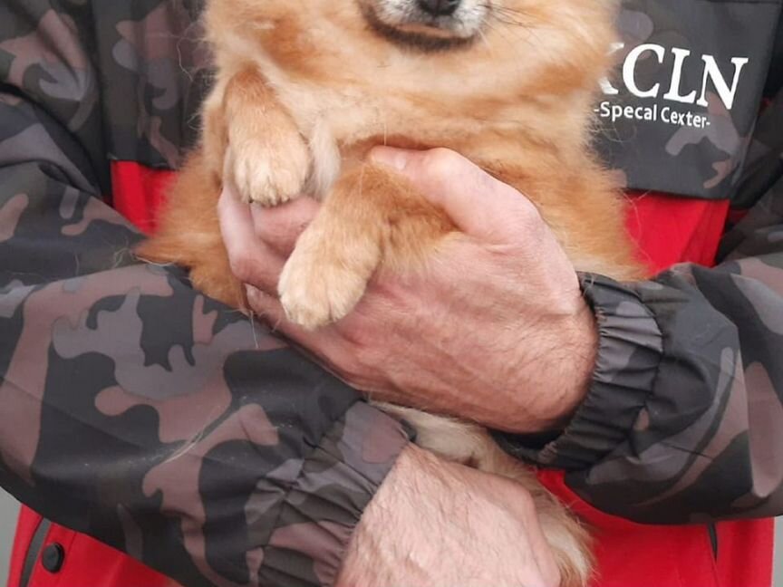 Чихуахуа девочка